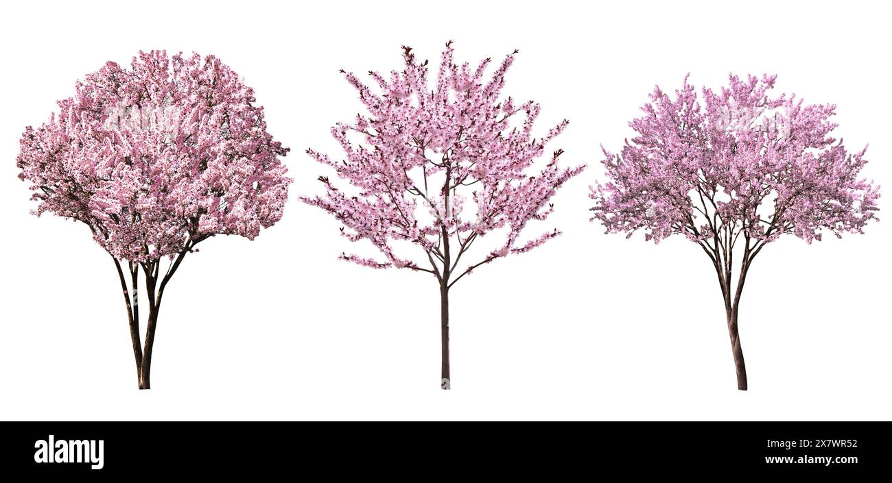 Beautiful blossoming spring trees isolated on white, set Stock Photo ...