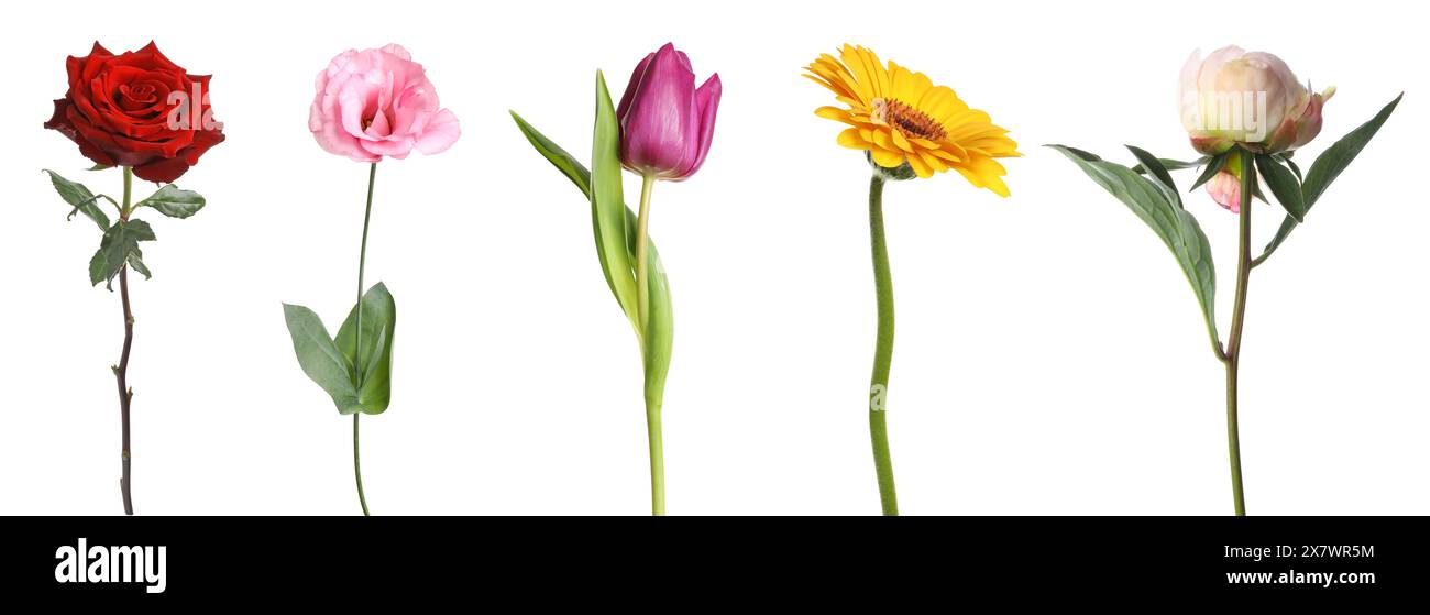 Different beautiful flowers isolated on white, set Stock Photo - Alamy