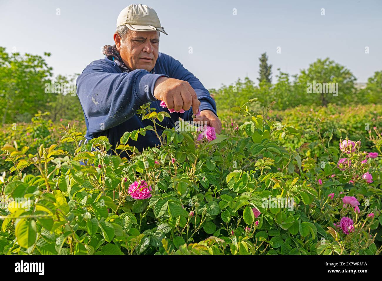 Male labourer picking roses in the rose fields of Isparta, a famous ...
