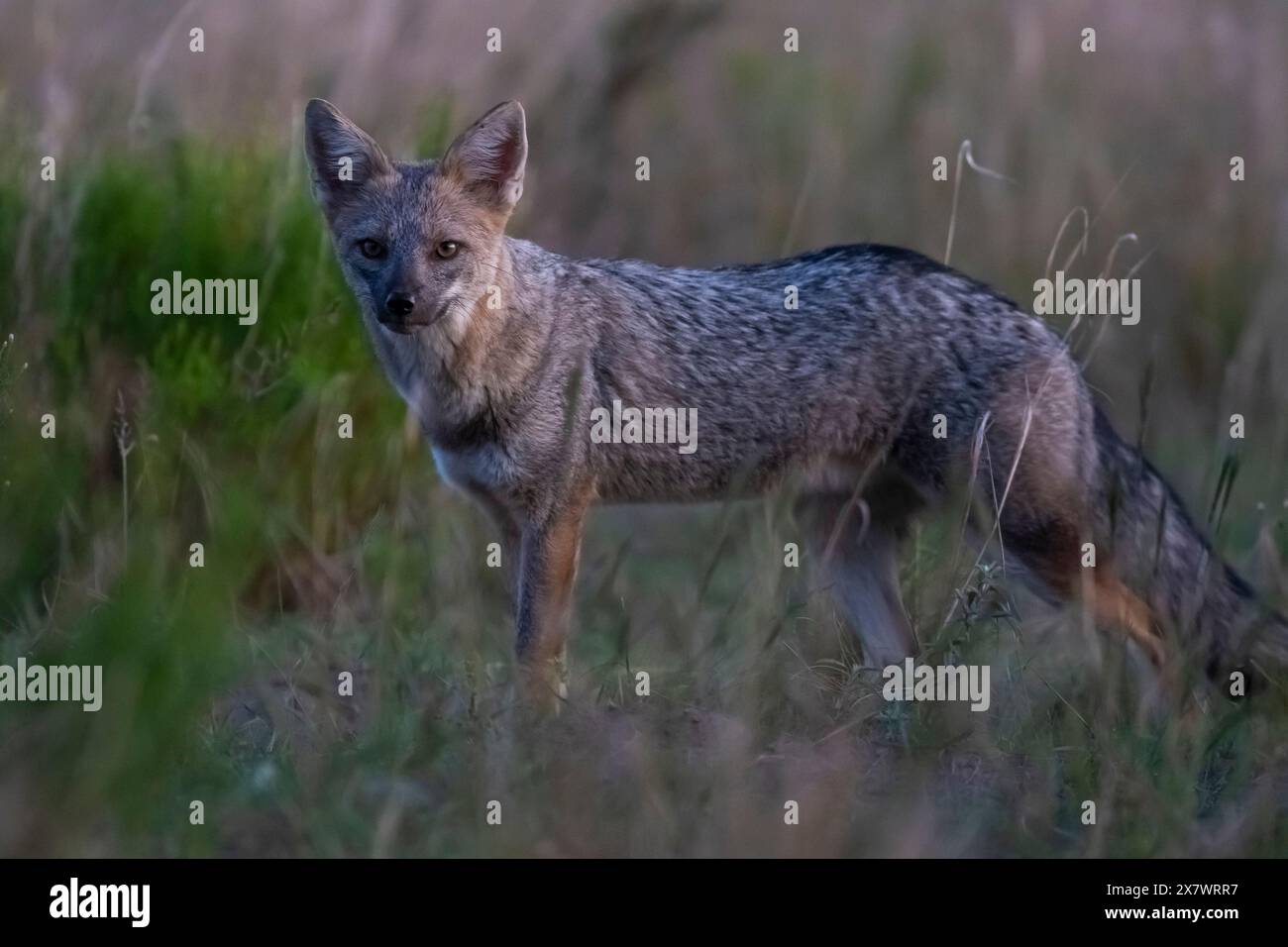 Fox in Pampas grassland , La Pampa province, Patagonia, Argentina Stock ...