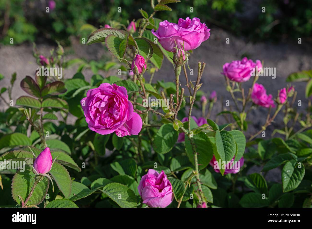 The pink roses in the rosefields at famous city that is Isparta is a ...