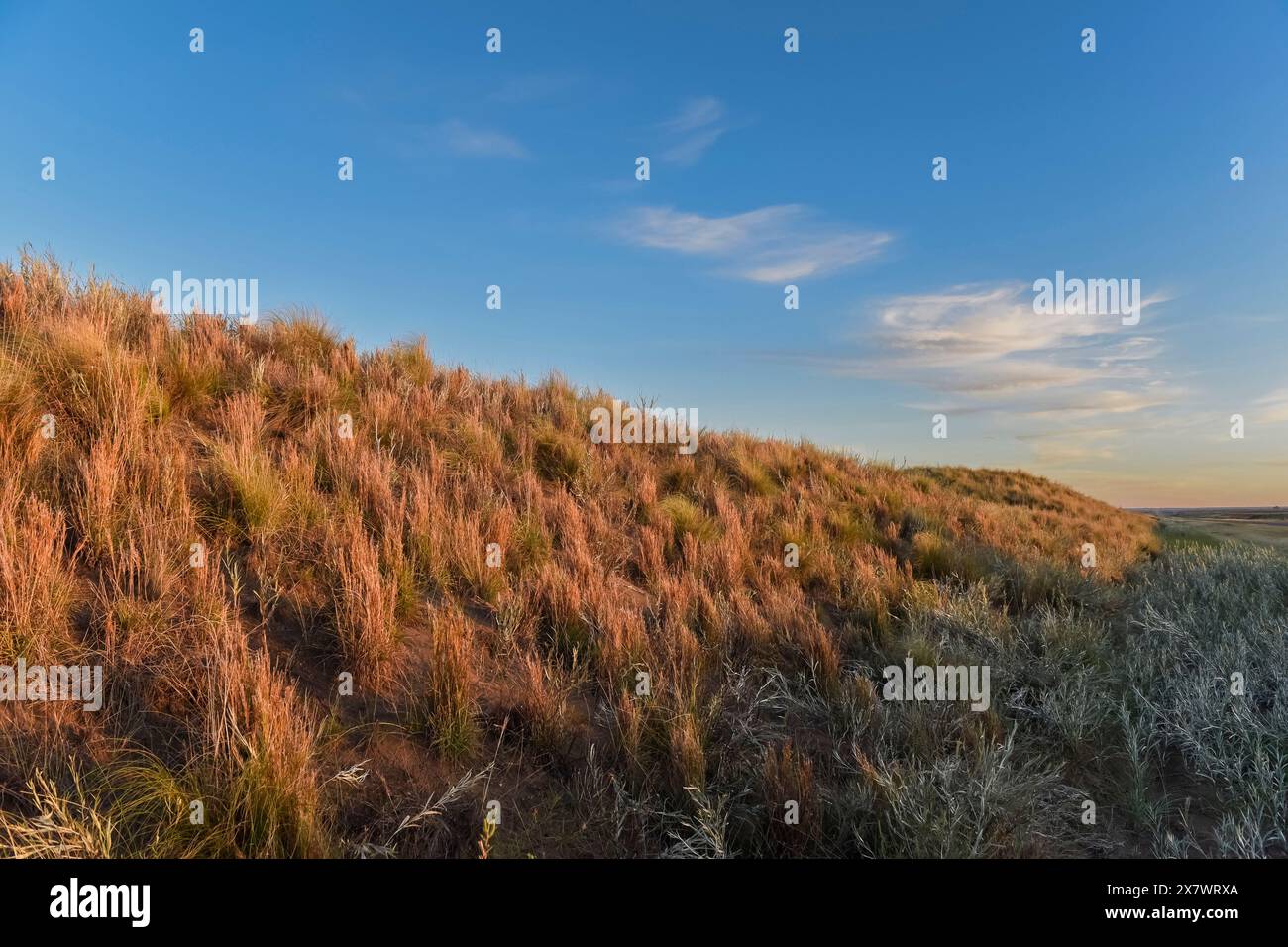 Pampas grass landscape, La Pampa province, Patagonia, Argentina Stock ...