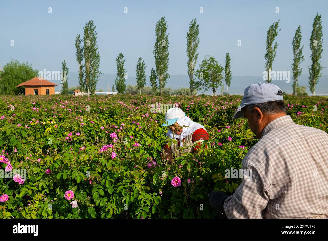 Turkish peasant woman picking roses in the rose fields of Isparta, a ...