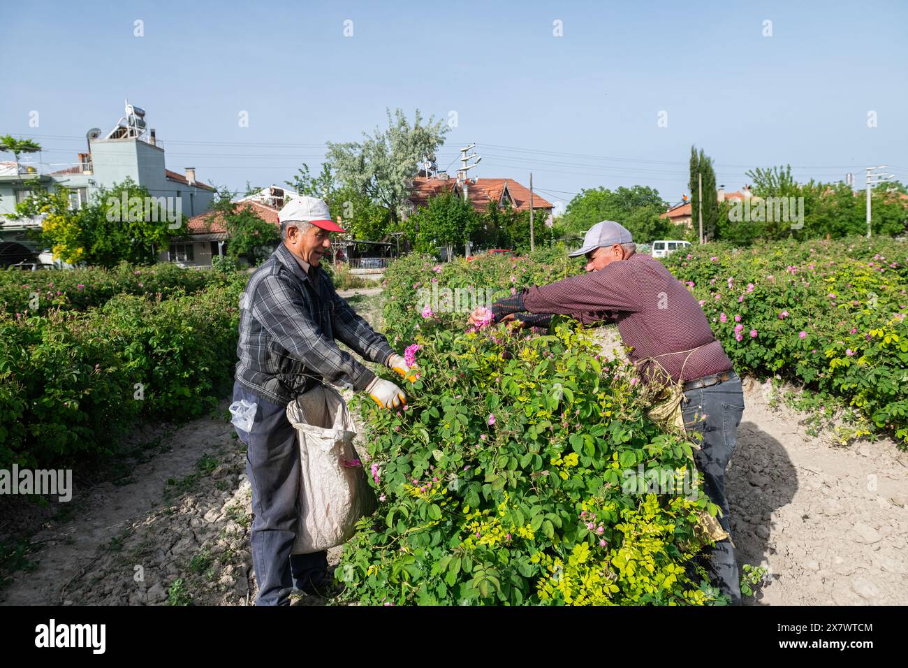 Turkish peasant woman picking roses in the rose fields of Isparta, a ...