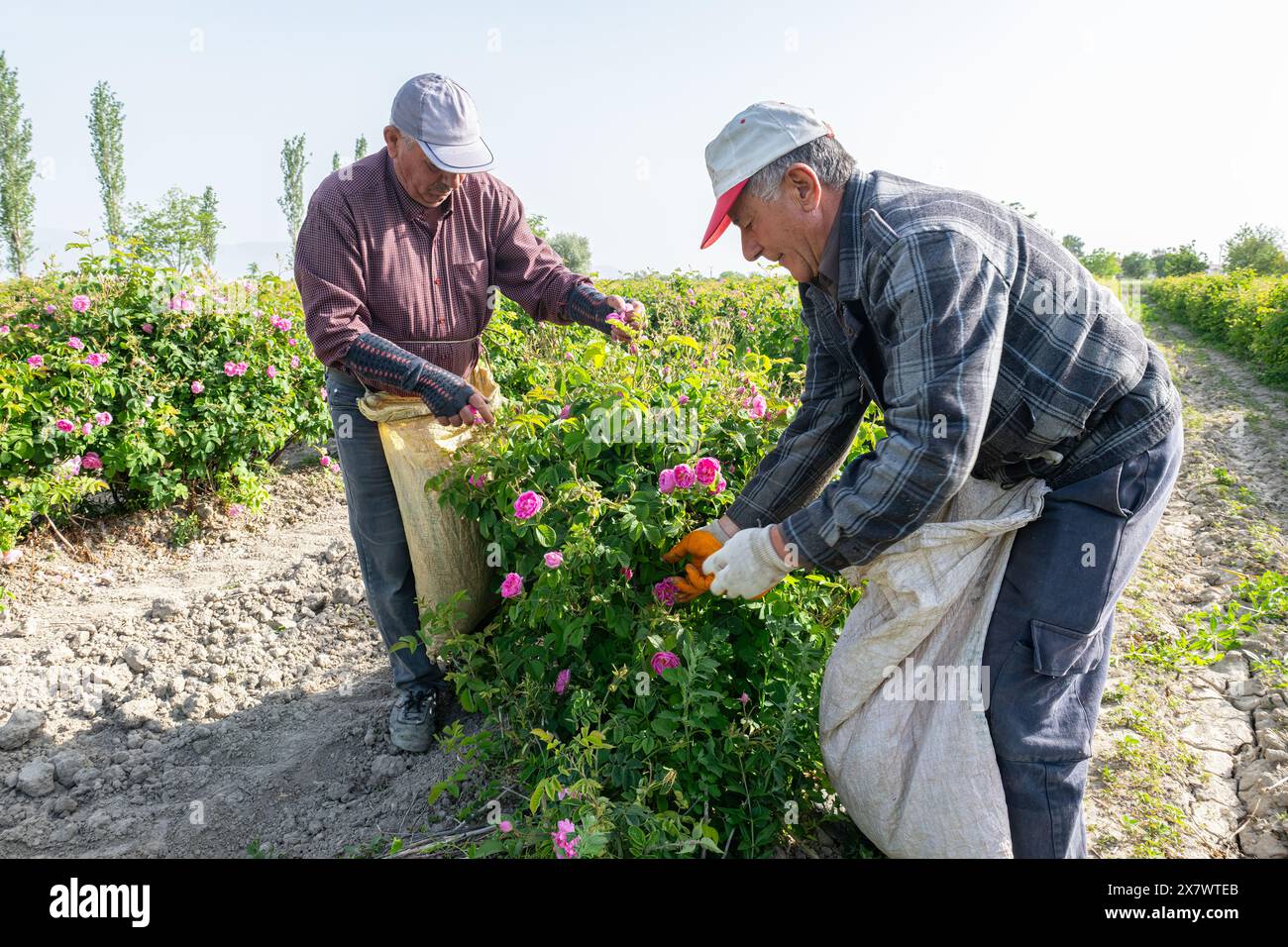 Turkish peasant woman picking roses in the rose fields of Isparta, a ...