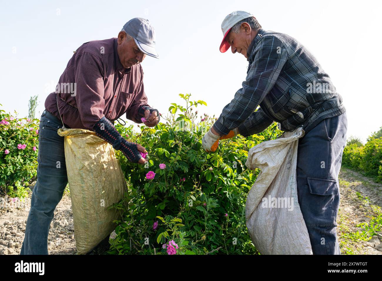 Turkish peasant woman picking roses in the rose fields of Isparta, a ...