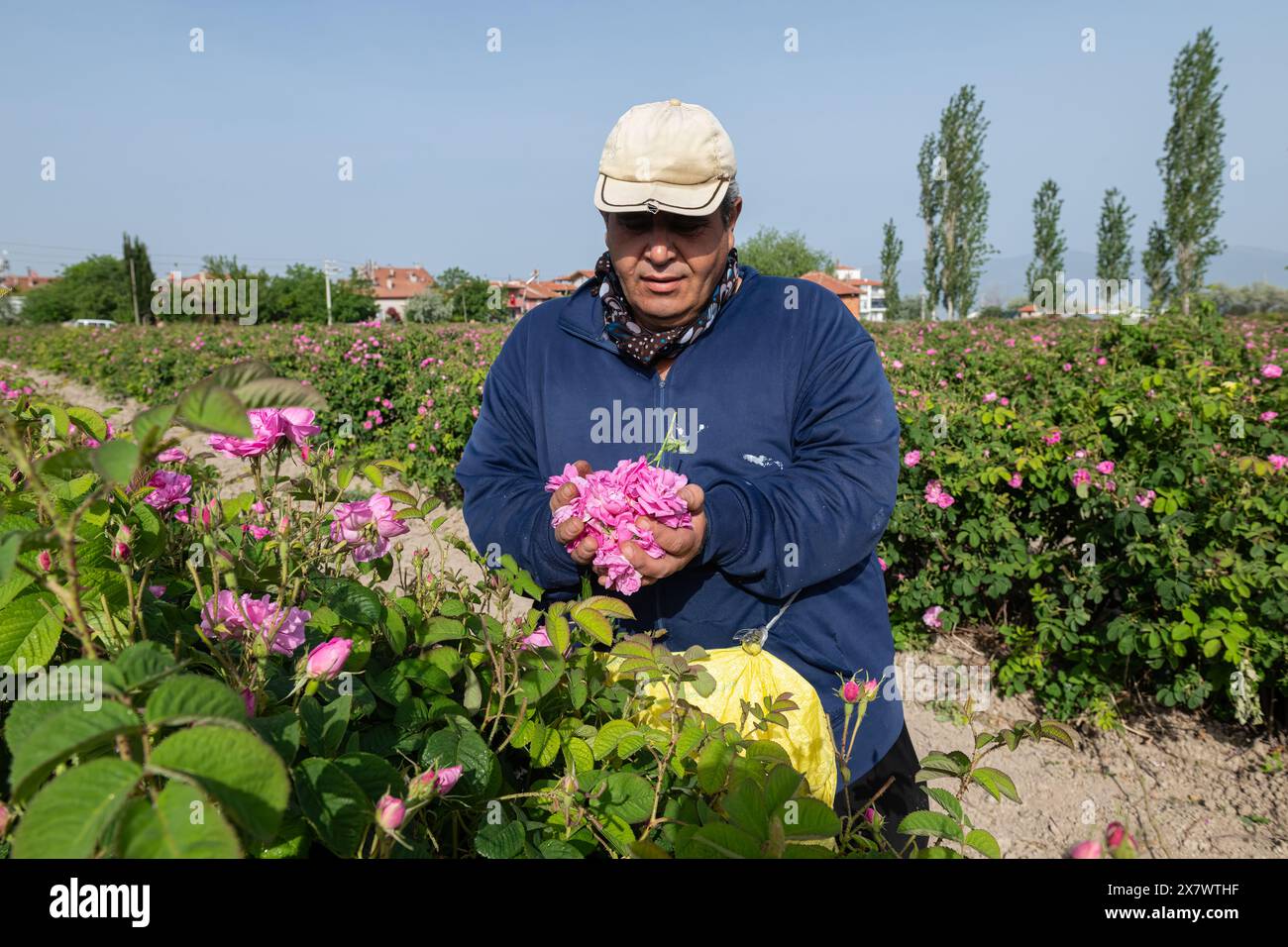 Man picking fresh pink rose hi-res stock photography and images - Alamy