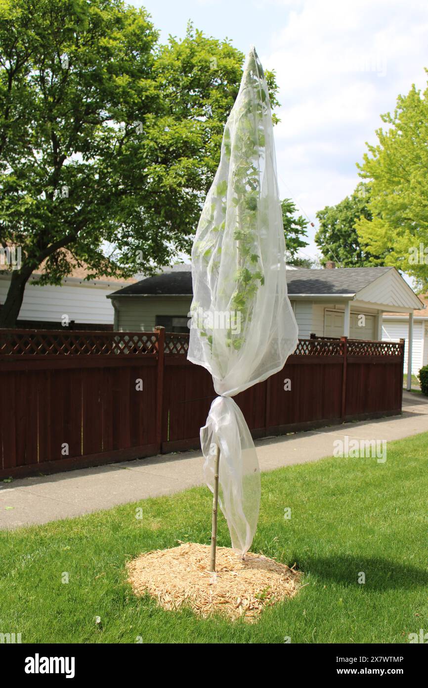 Small and narrow maple tree covered in cheesecloth on a lawn as a ...