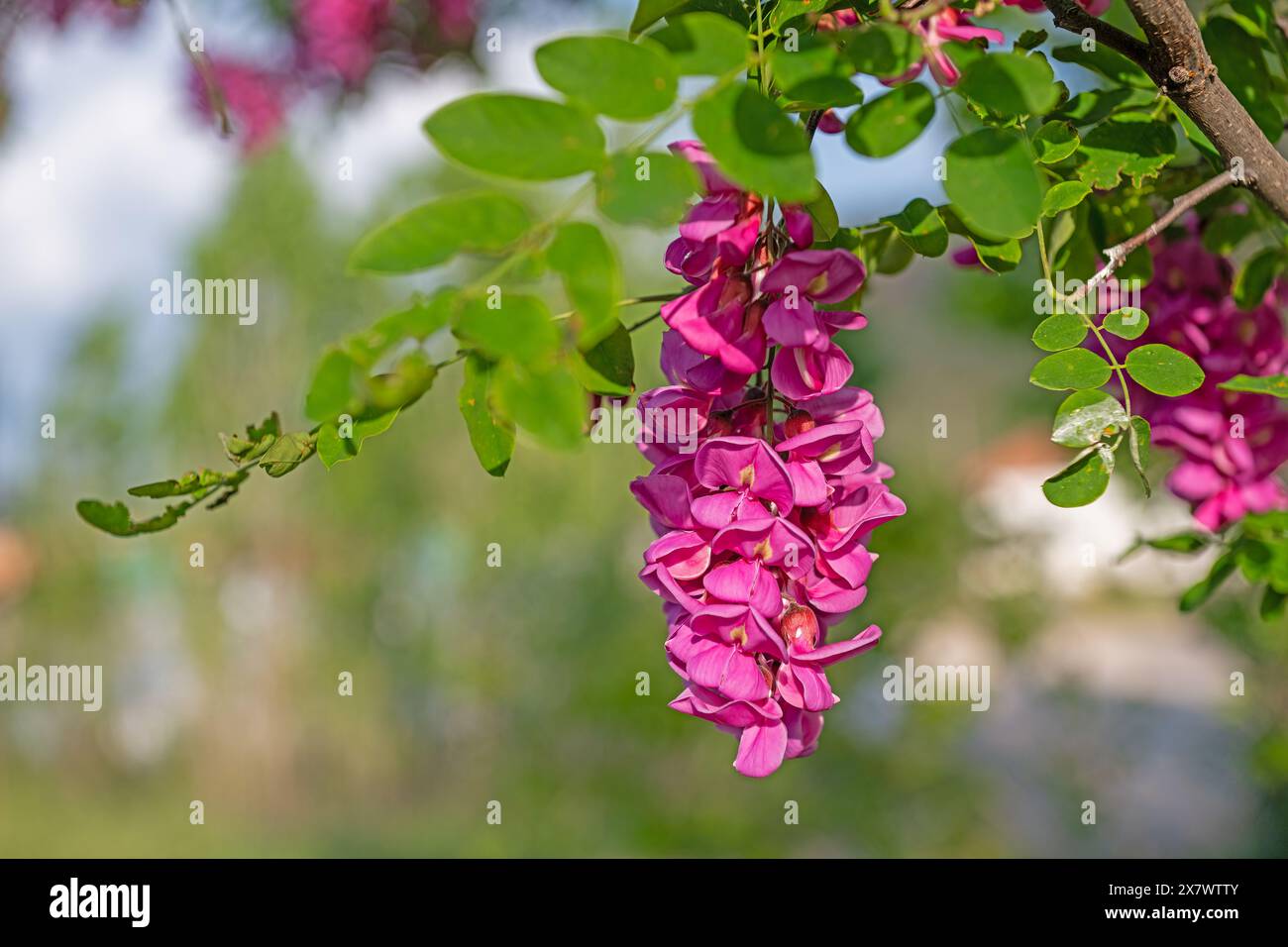 Beautiful Rose Acacia, Robinia pseudoacacia, Blooming in the Spring ...