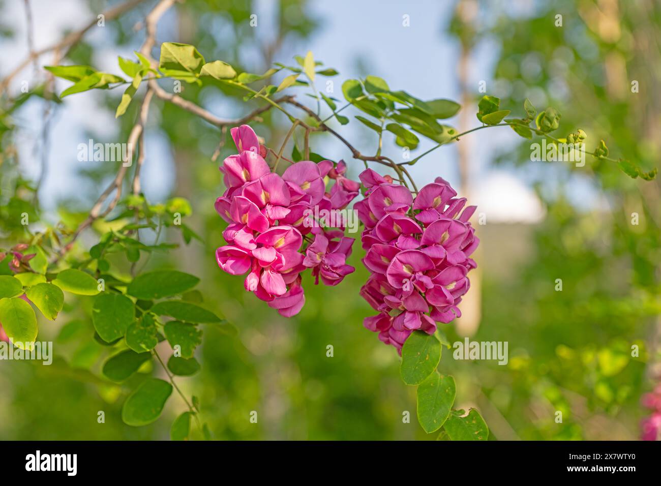 Beautiful Rose Acacia, Robinia pseudoacacia, Blooming in the Spring ...