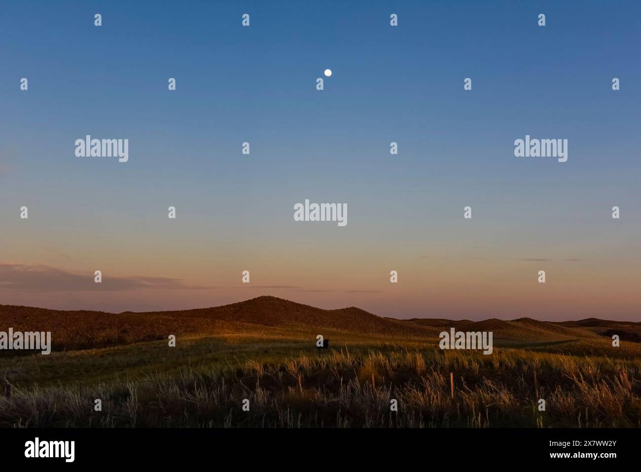 Pampa grasses hi-res stock photography and images - Alamy