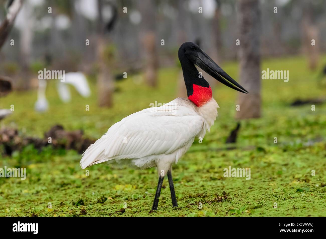 Jabiru Stork, in wetland environment, La Estrella Marsh, Formosa ...