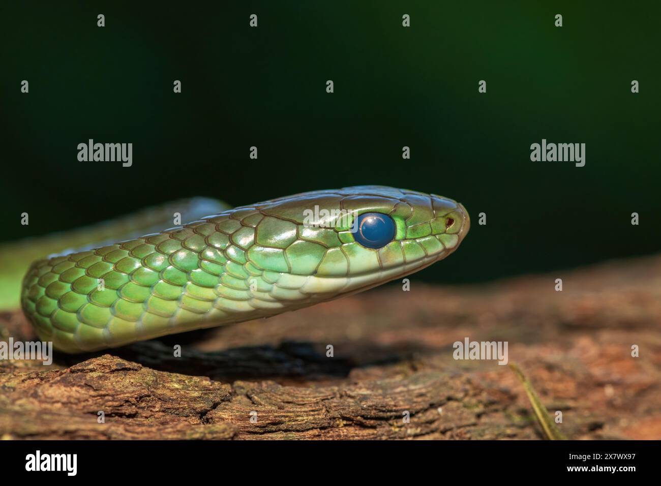 A beautiful green water snake (Philothamnus hoplogaster) on a fallen ...
