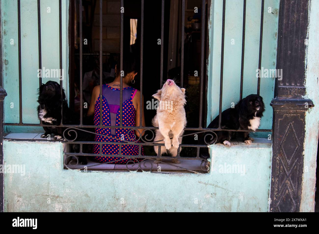 Three dogs in Havana, Cuba sit in the window of their home with their ...