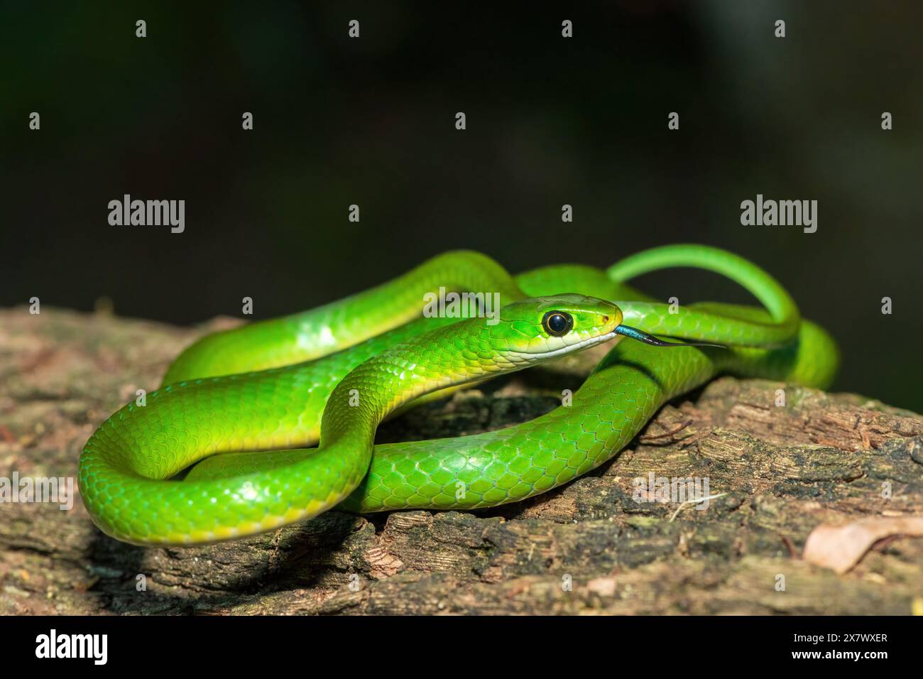 Water snake africa hi-res stock photography and images - Alamy