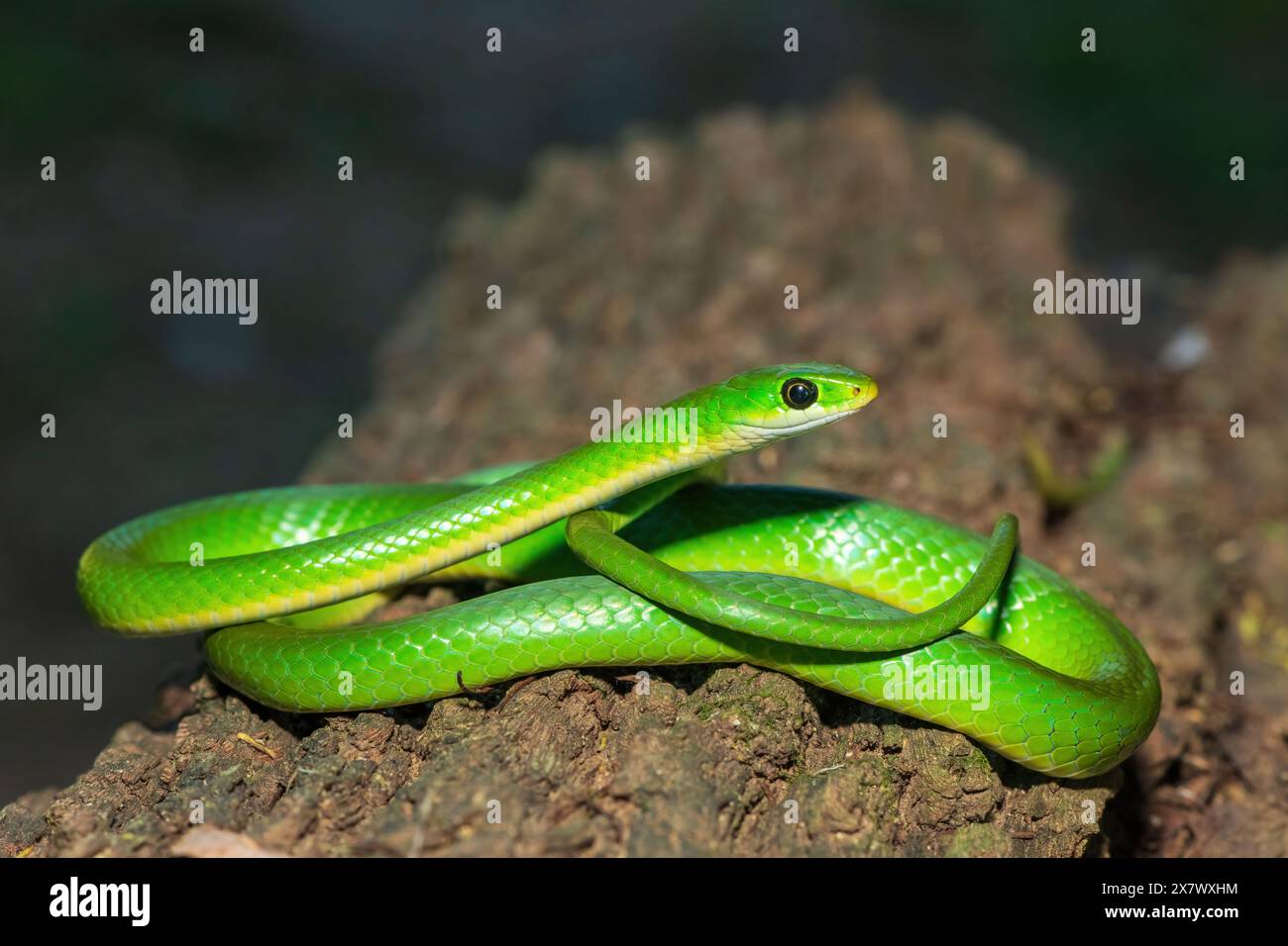 A beautiful green water snake (Philothamnus hoplogaster) on a fallen ...