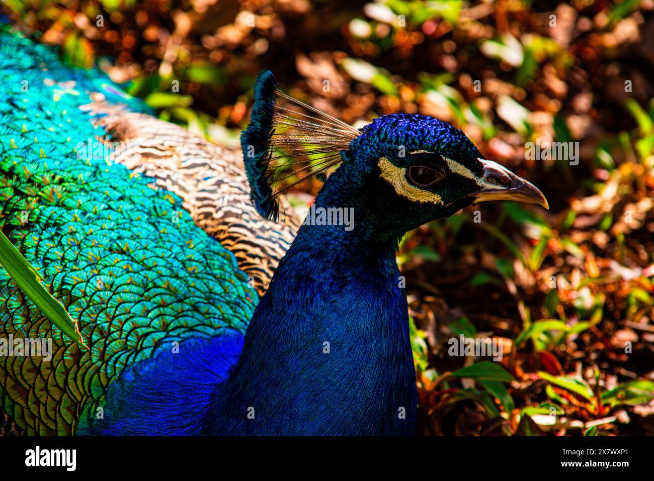 Peacock mountains hi-res stock photography and images - Alamy