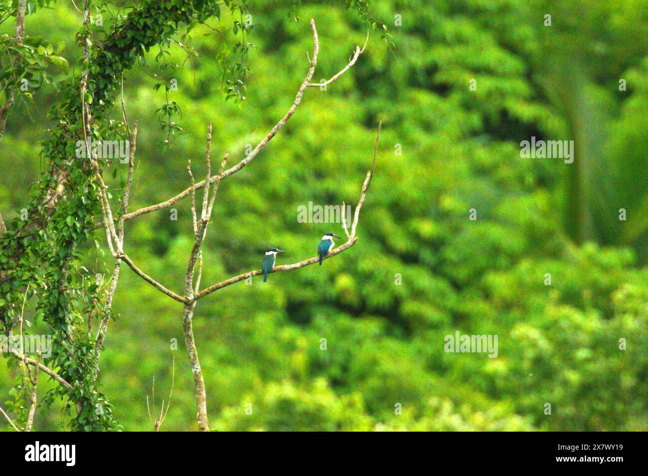 Two individuals of the forest kingfisher (Todiramphus macleayii) perch ...