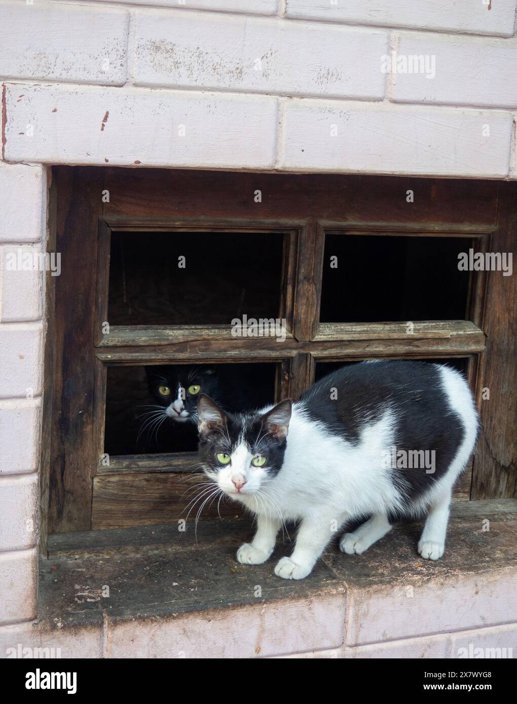 Cats in the basement window. Animals want to eat. Cautious and timid ...