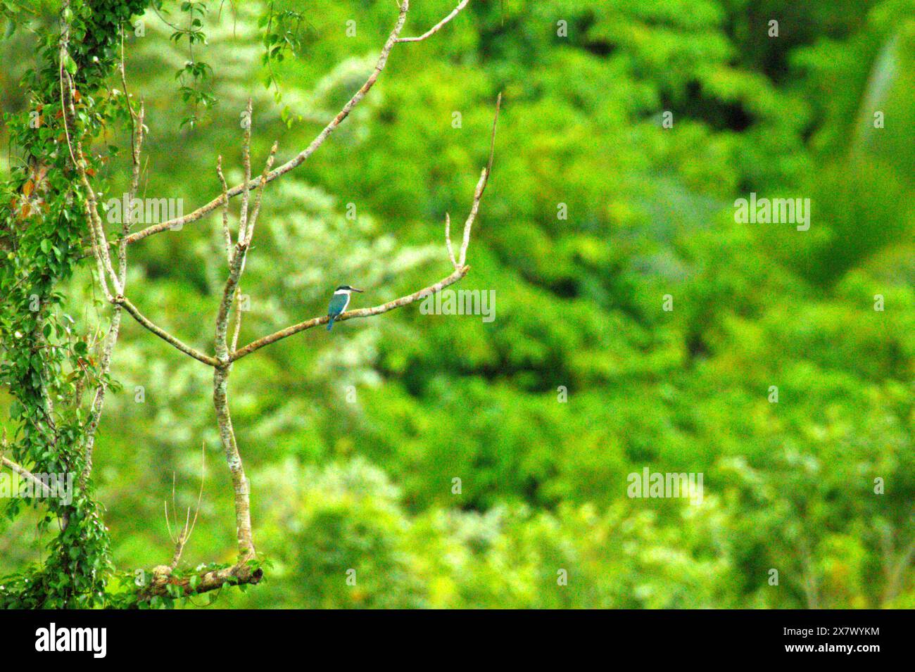 A forest kingfisher (Todiramphus macleayii) perches on a tree branch in ...