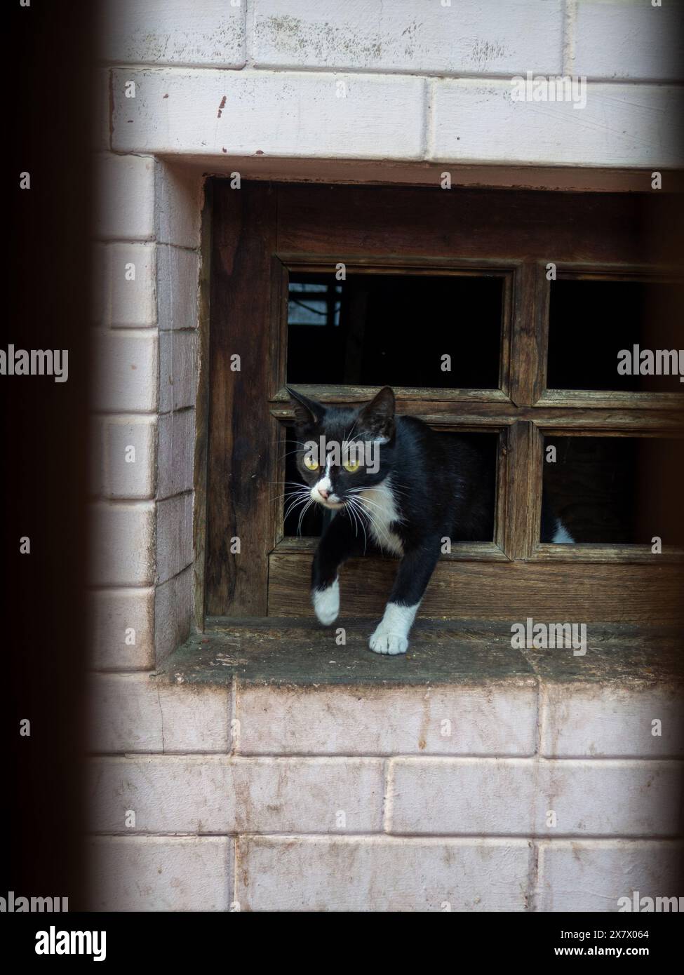 Cats in the basement window. Animals want to eat. Cautious and timid ...
