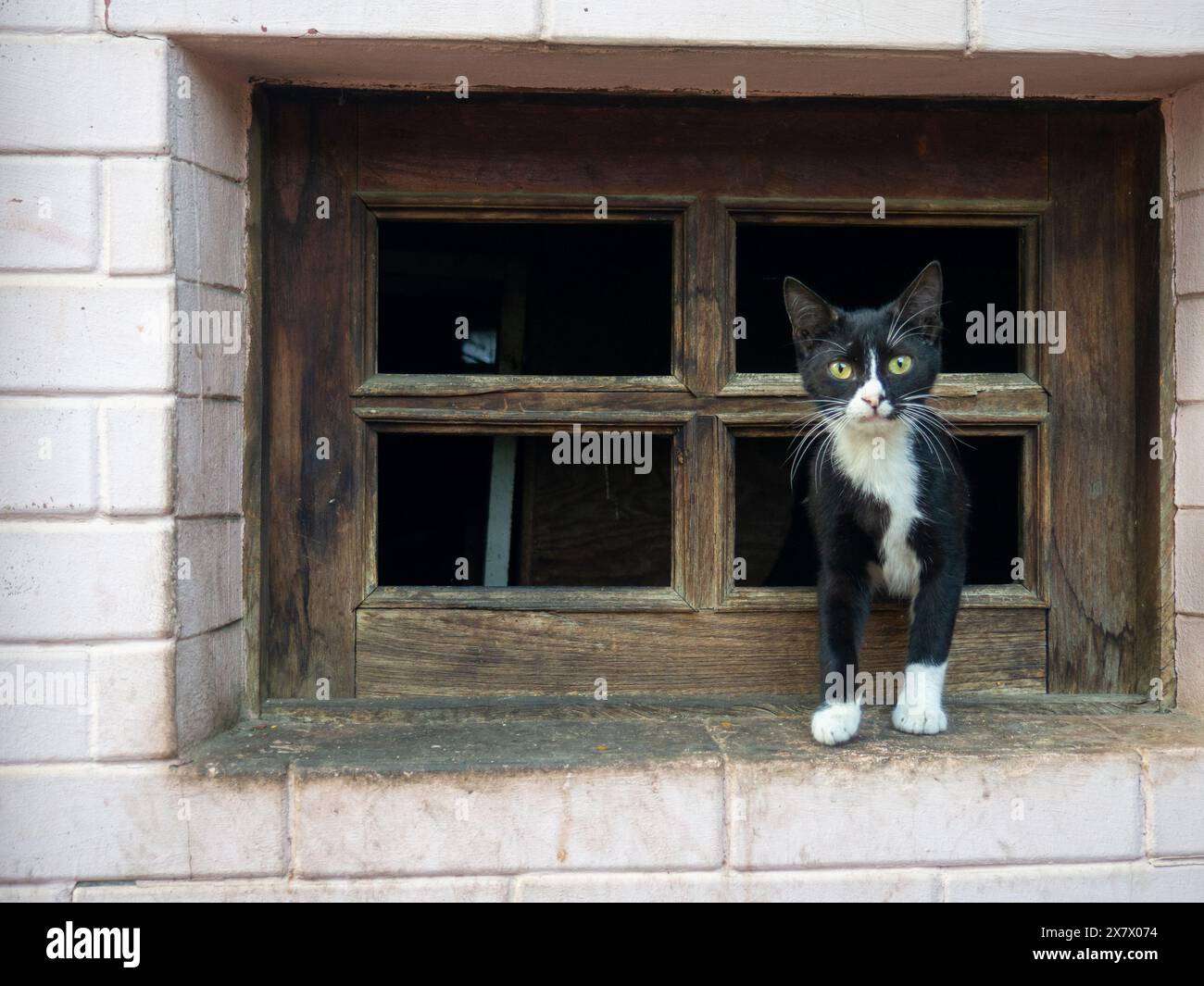 Cats in the basement window. Animals want to eat. Cautious and timid ...