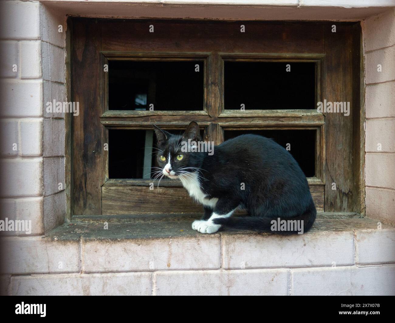 Cats in the basement window. Animals want to eat. Cautious and timid ...