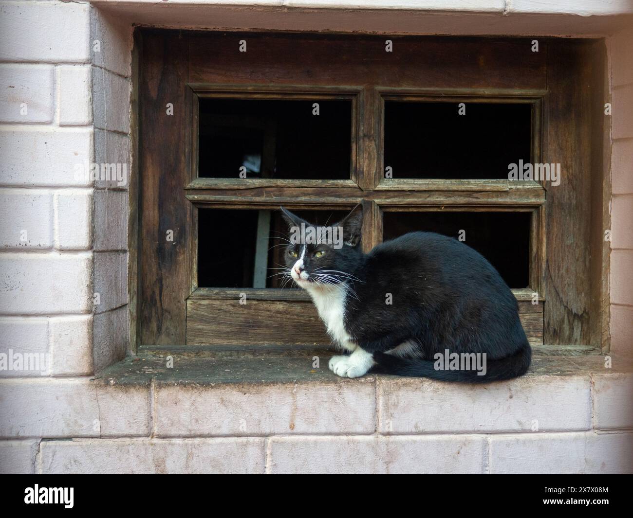 Cats in the basement window. Animals want to eat. Cautious and timid ...