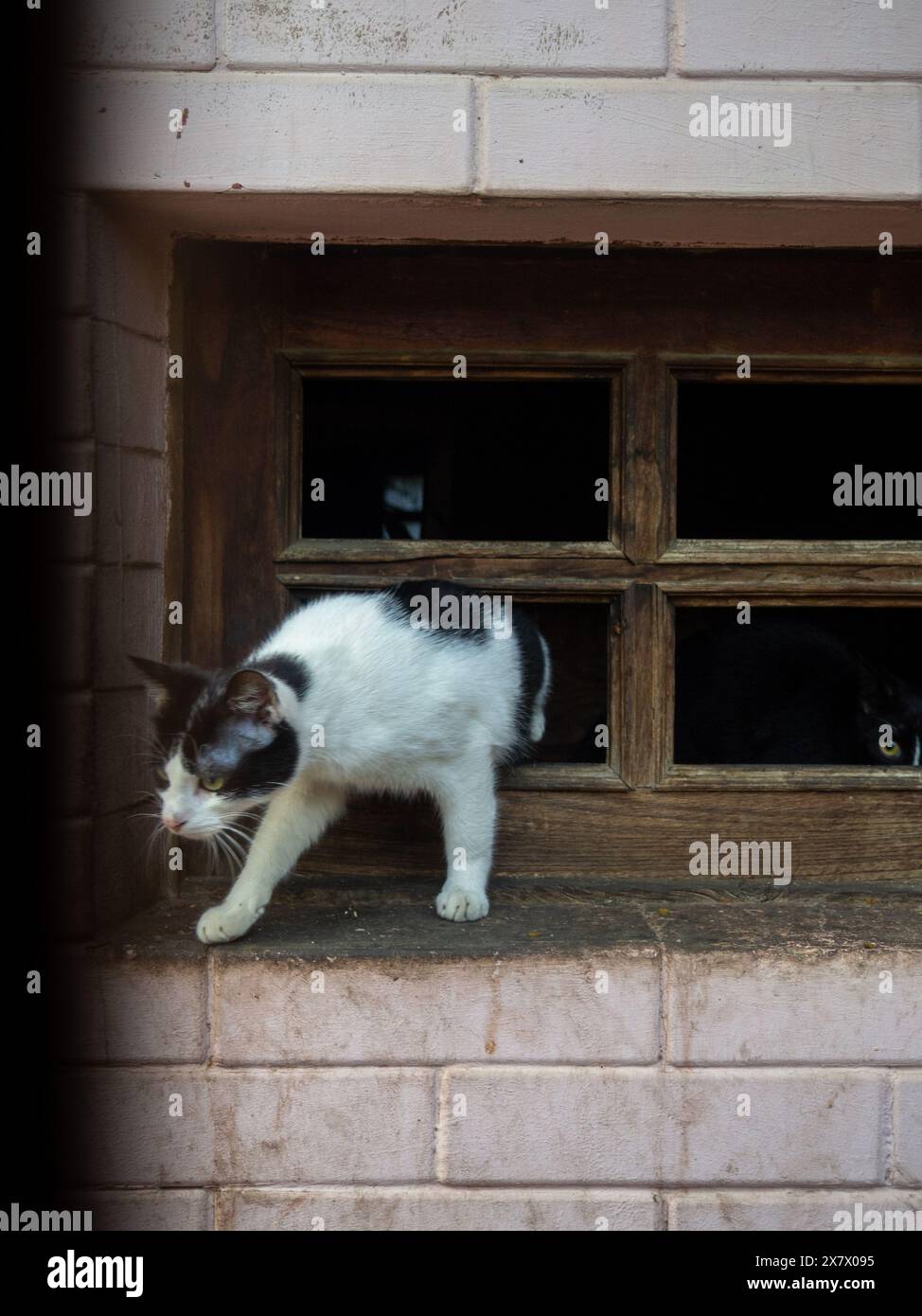 Cats in the basement window. Animals want to eat. Cautious and timid ...