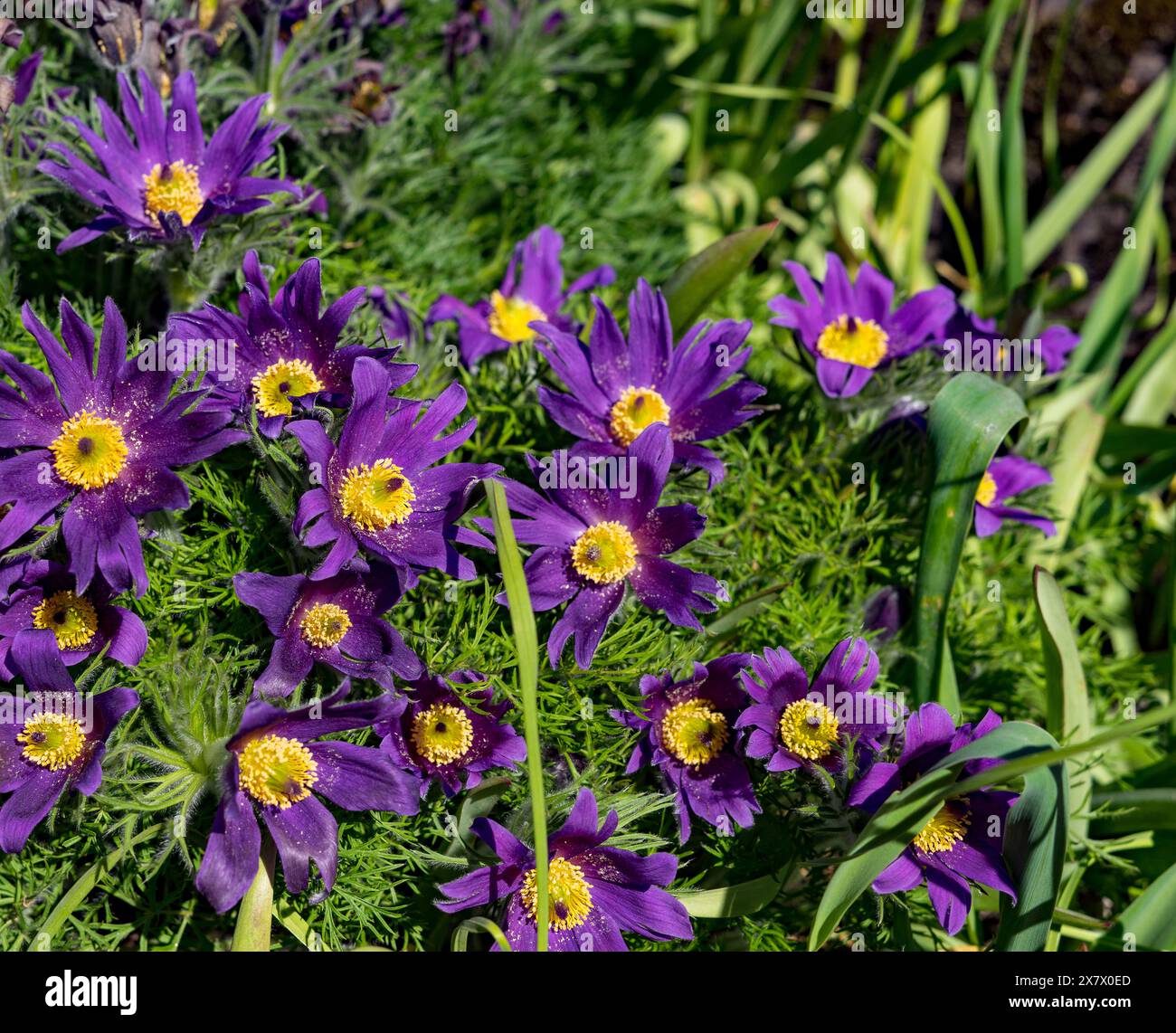 Lumbago garden hi-res stock photography and images - Alamy