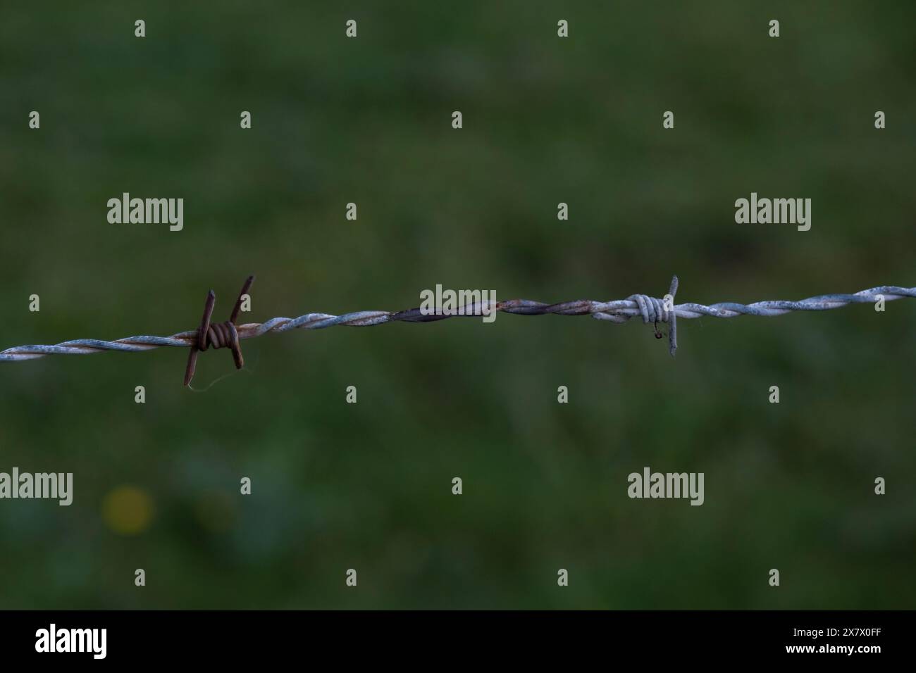 Barb waire at Normandy costal area of Utah beach. Beachgrass, barb wire ...