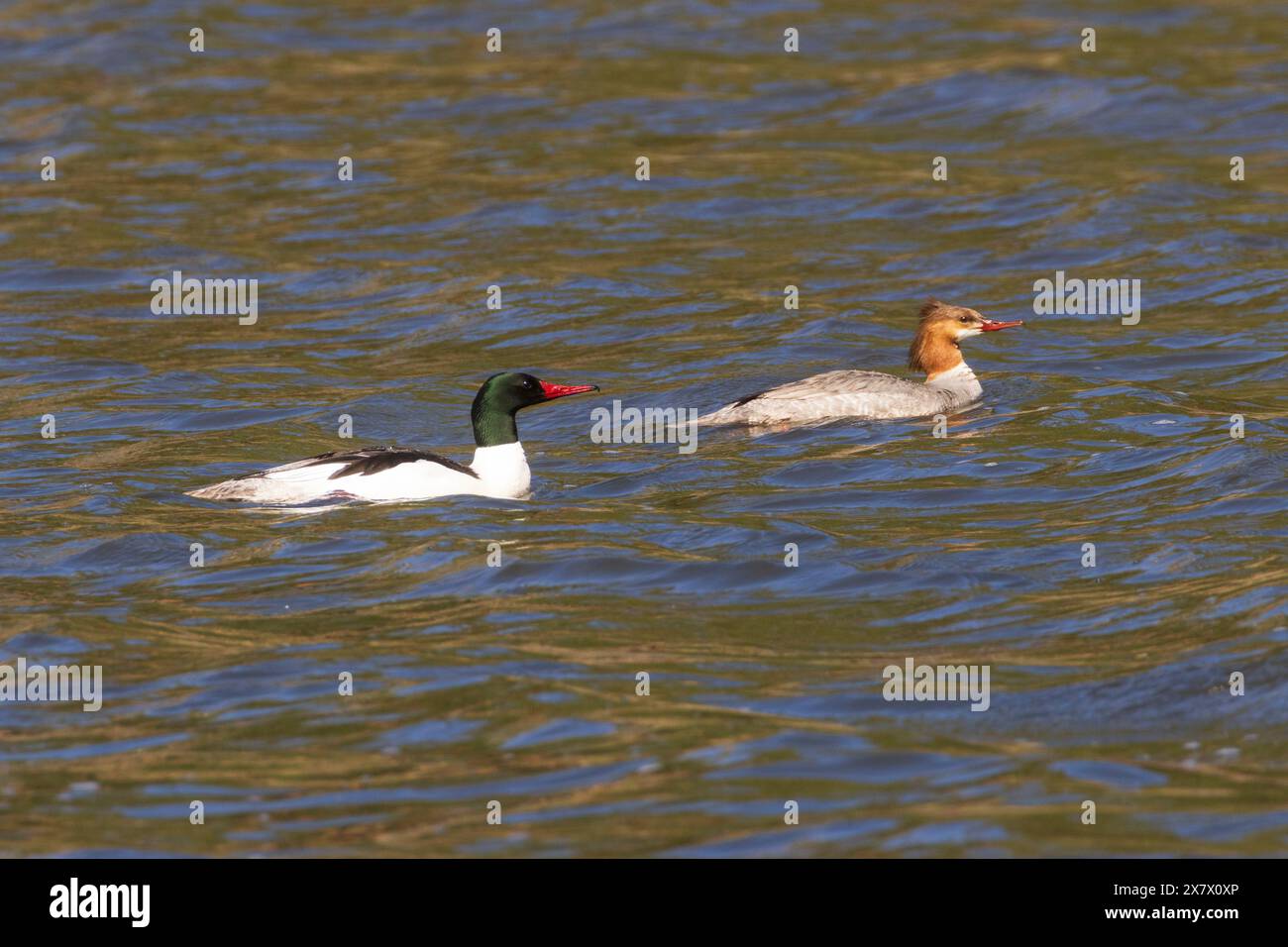 Merganser duck pair hunting hi-res stock photography and images - Alamy