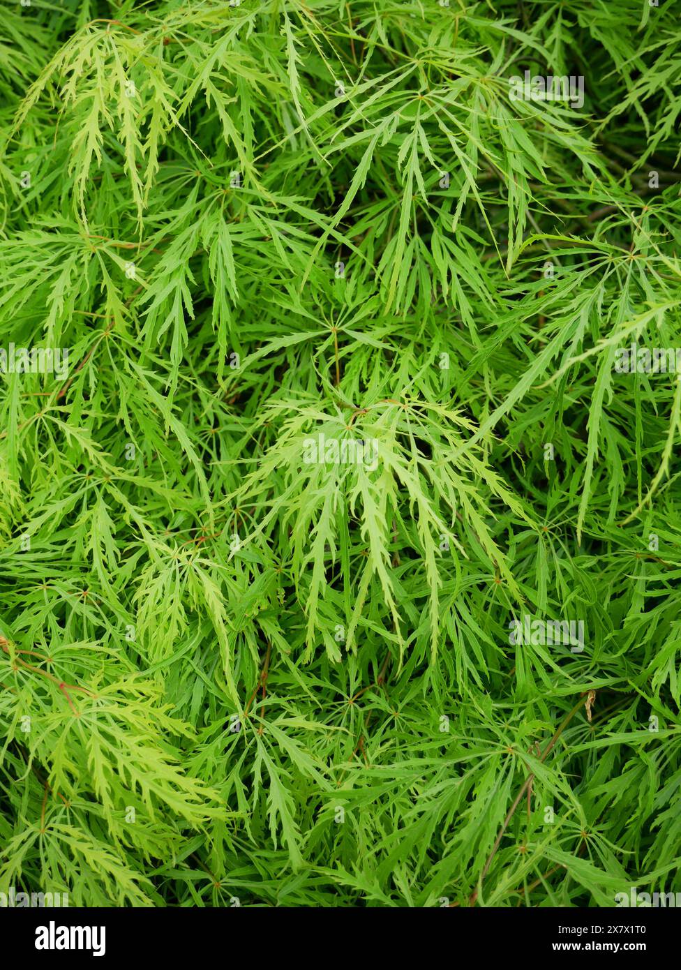 Plump appearance with deeply lobed leaves of Palm Maple in the garden ...