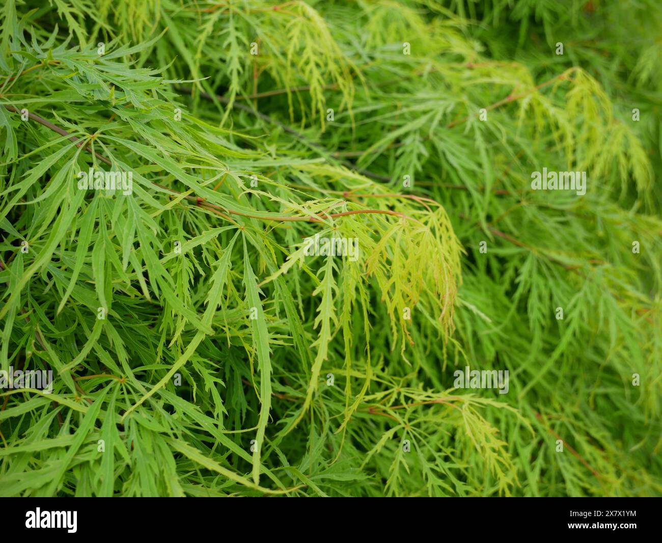 Plump appearance with deeply lobed leaves of Palm Maple in the garden ...