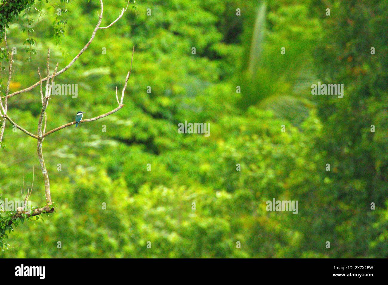 A forest kingfisher (Todiramphus macleayii) perches on a tree branch in ...