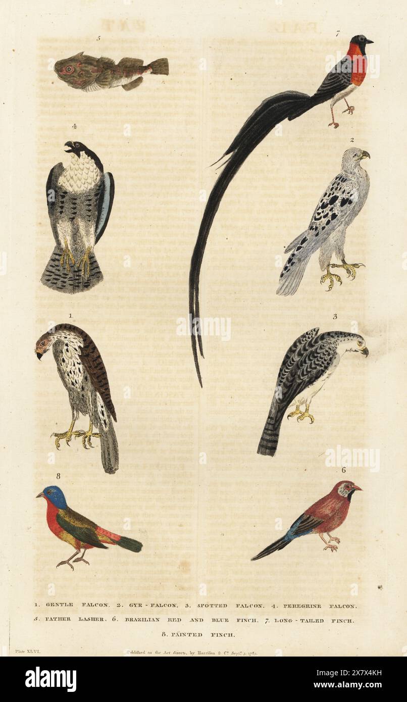 Peregrine falcon, Falco peregrinus (female 1, male 4), gyr-falcon ...