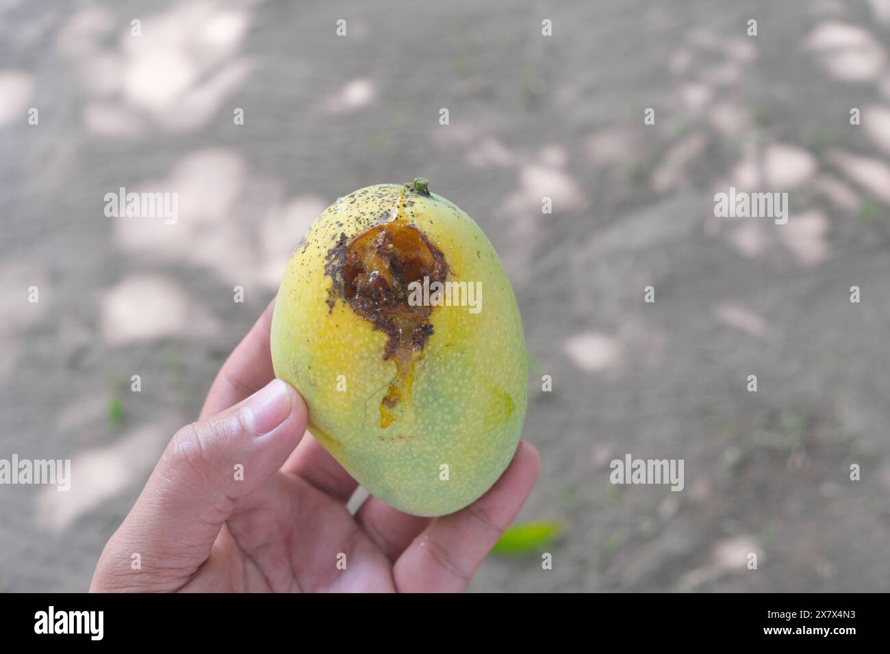 Closeup a ripe Philippine mango damaged by fruit fly Stock Photo - Alamy