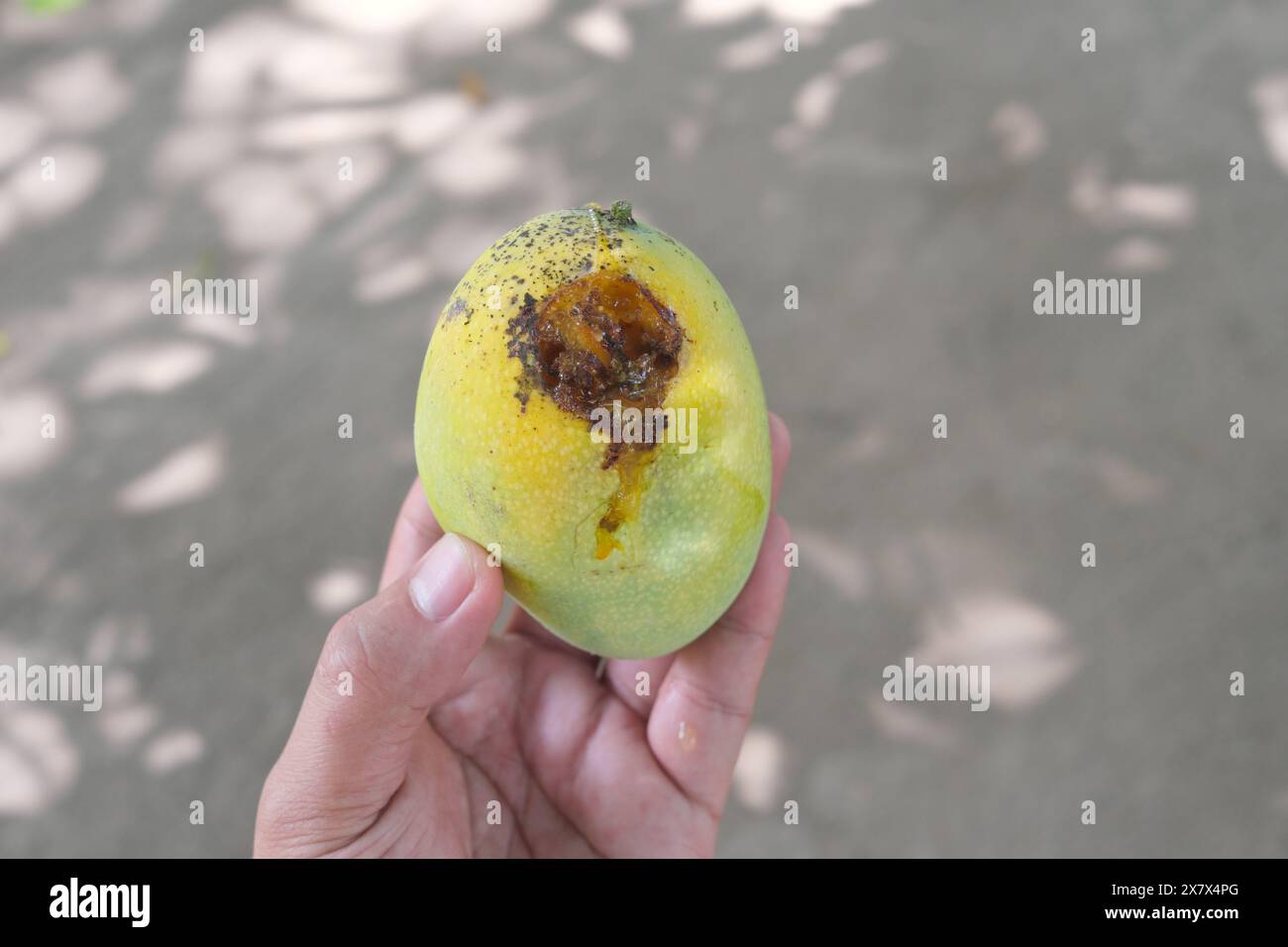 Closeup a ripe Philippine mango damaged by fruit fly Stock Photo - Alamy