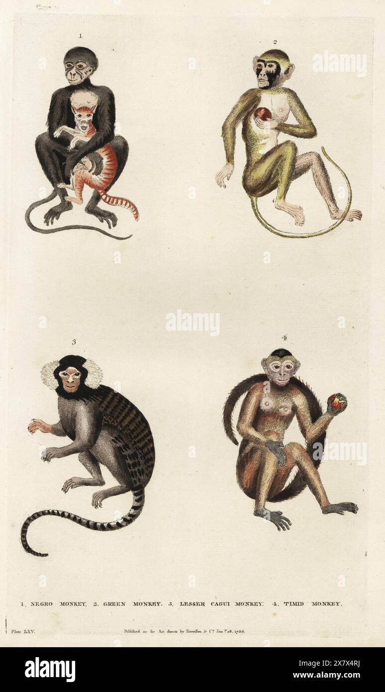 Endangered moor macaque, Macaca maura, with pet cat 1, green monkey ...