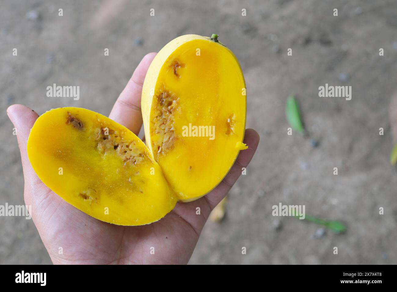 Closeup of sliced ripe Philippine mango with damaged yellow flesh by ...