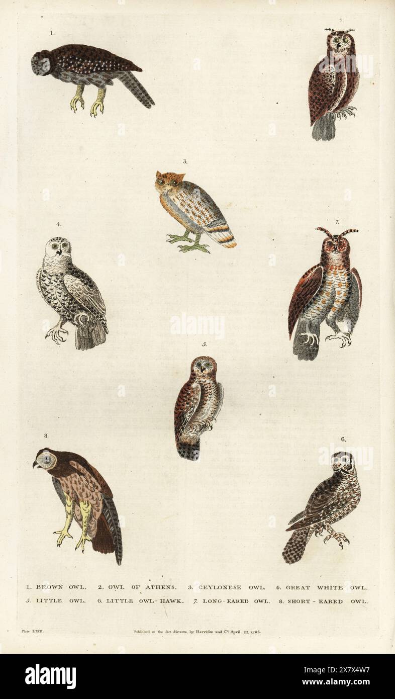 Ulula aluco hi-res stock photography and images - Alamy