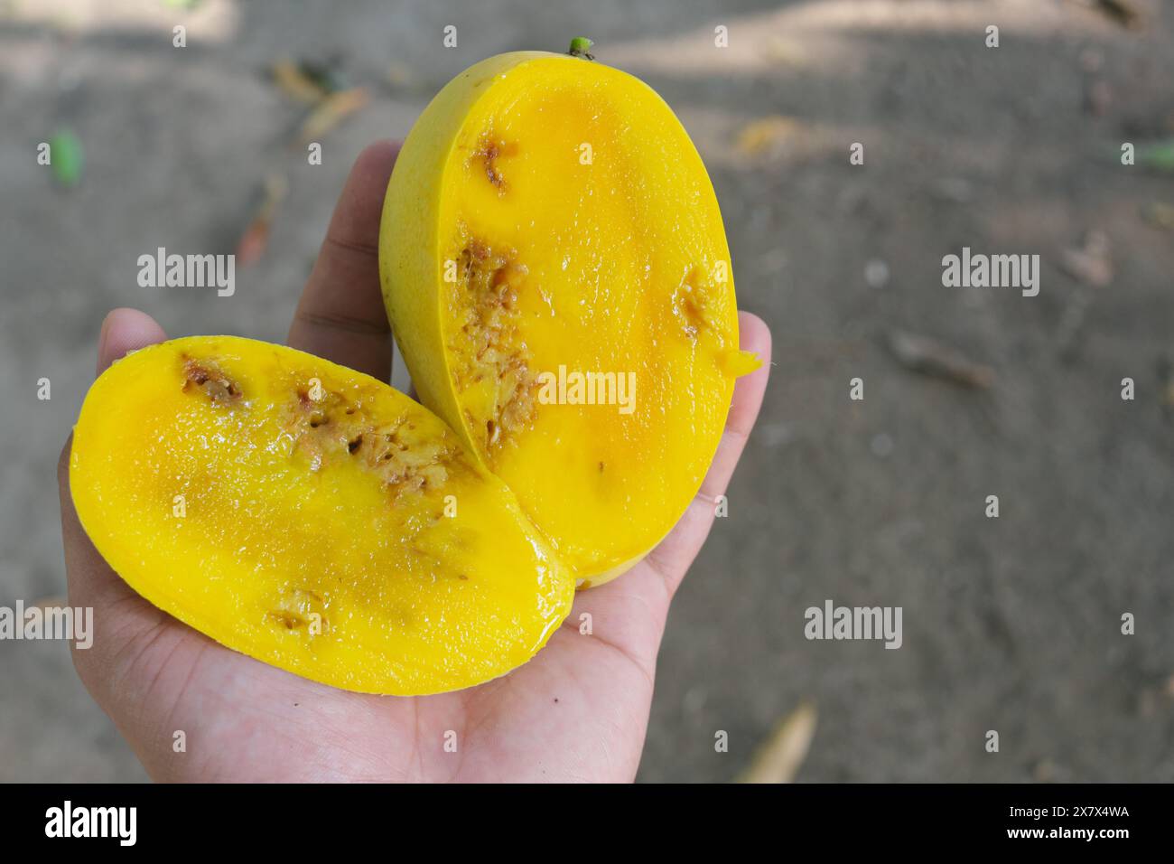 Closeup of sliced ripe Philippine mango with damaged yellow flesh by ...