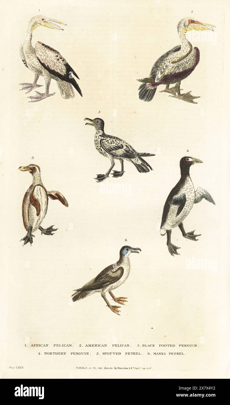 Great white pelican, Pelecanus onocrotalus 1, American white pelican ...