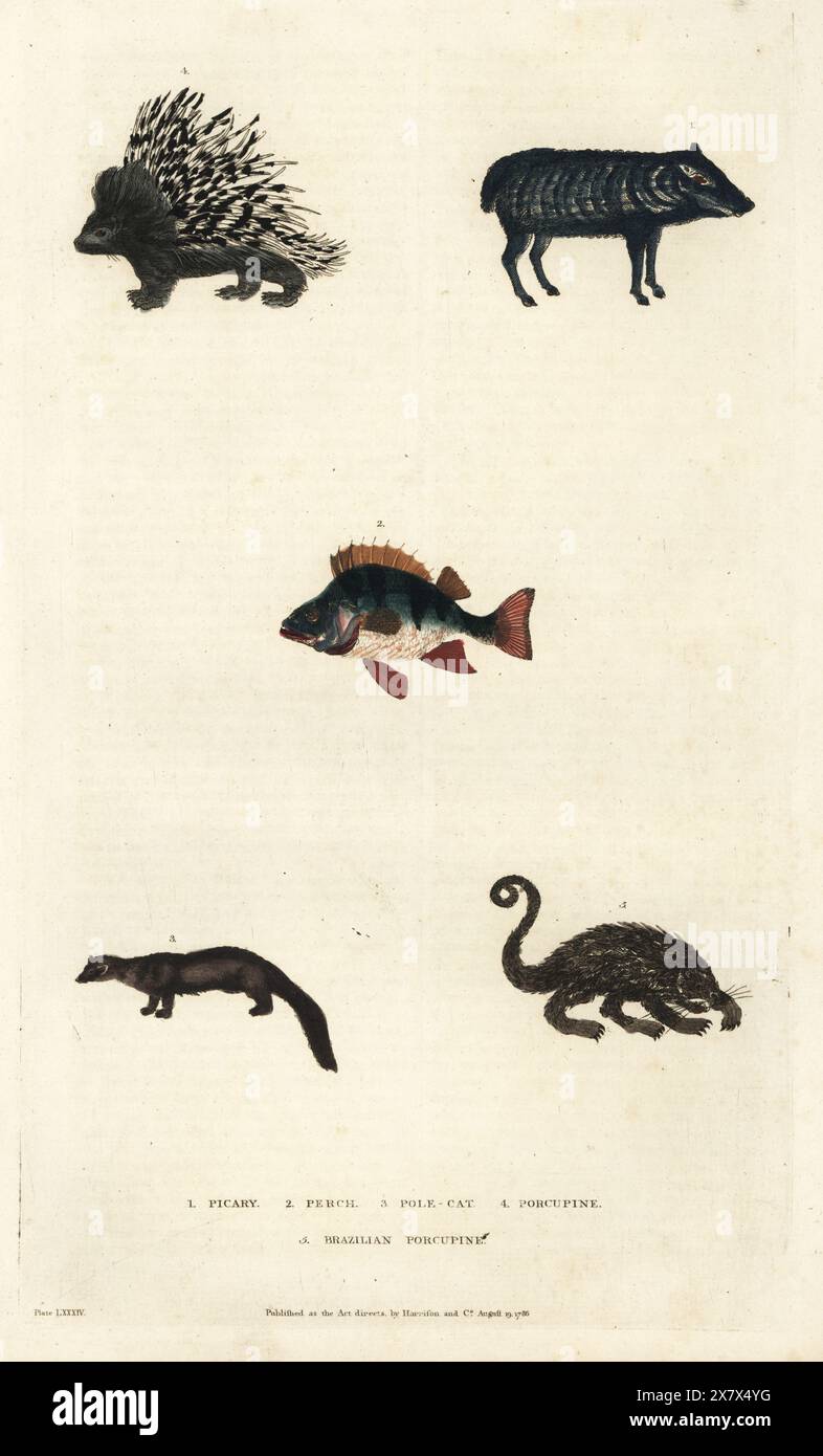 White-lipped peccary, Tayassu pecari Picary 1, European perch, Perca ...