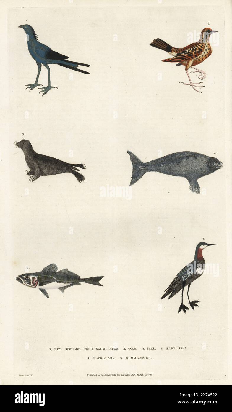 Red-necked phalarope, Phalaropus lobatus 1, mackerel scad, Decapterus ...