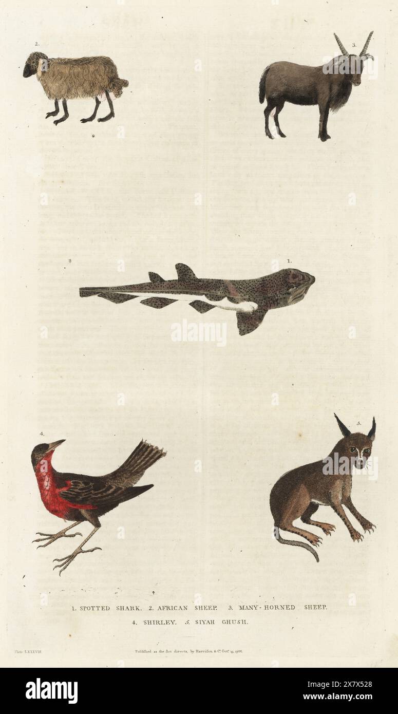 Critically endangered spotted houndshark, Triakis maculata 1, Barbary sheep, Ammotragus lervia 2 ...