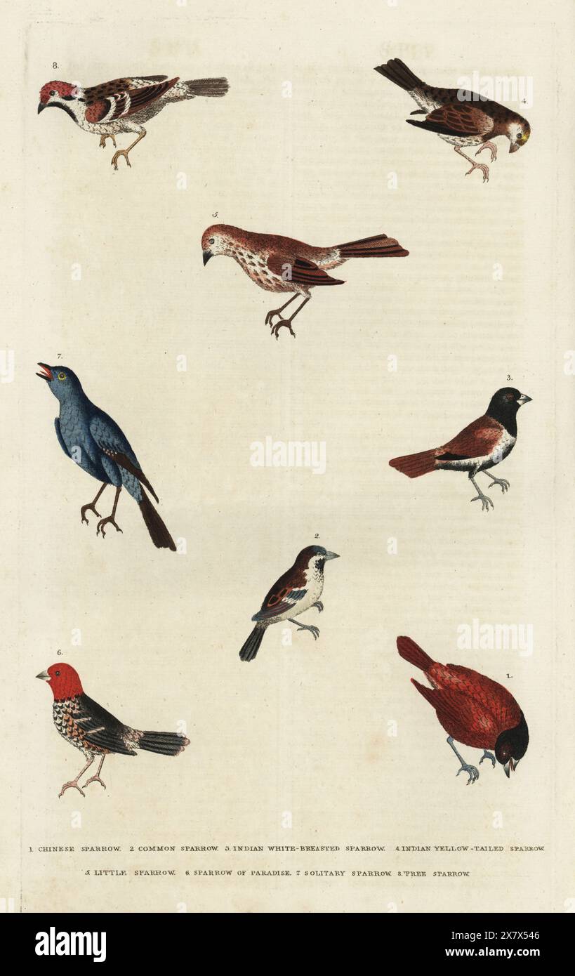 Chinese sparrow 1, common sparrow, Passer domesticus 2, Indian white ...