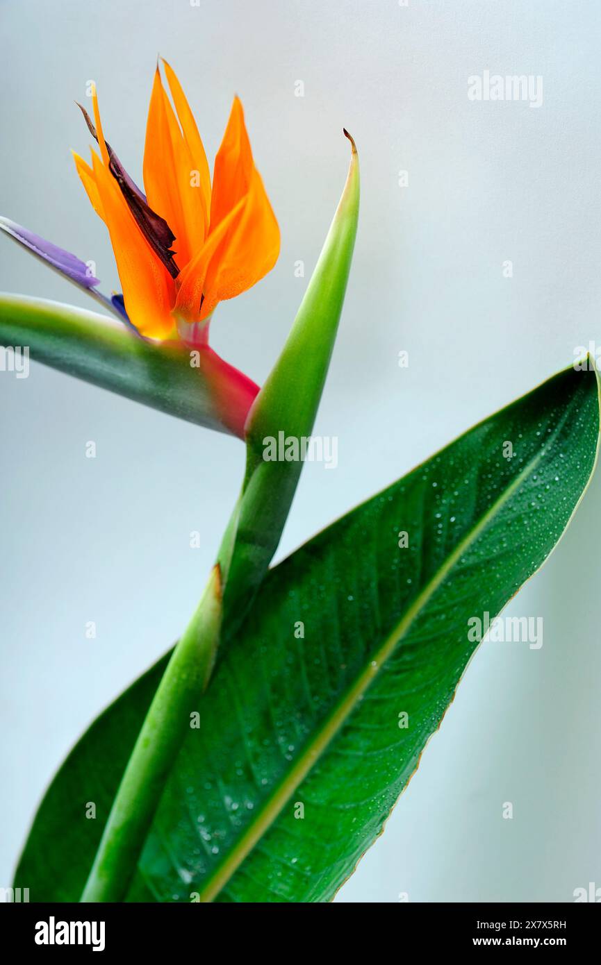 art, bouquet, bunch, fresh, flowers,passion, pastel, perfume, petals ...