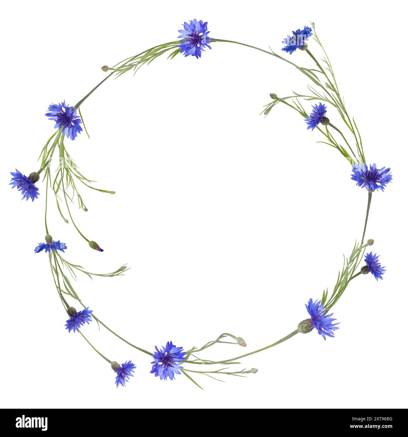 Art wild spring flowers Cut Out Stock Images & Pictures - Alamy