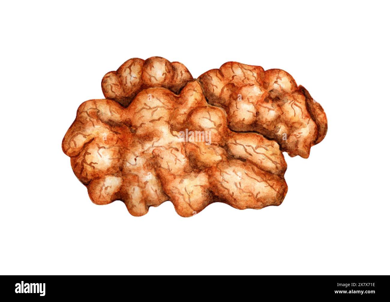 Walnut kernel watercolor illustration isolated from background ...